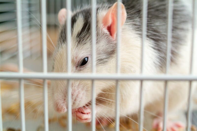 Rat in cage stock photo. Image of food, captive, caged - 52812730