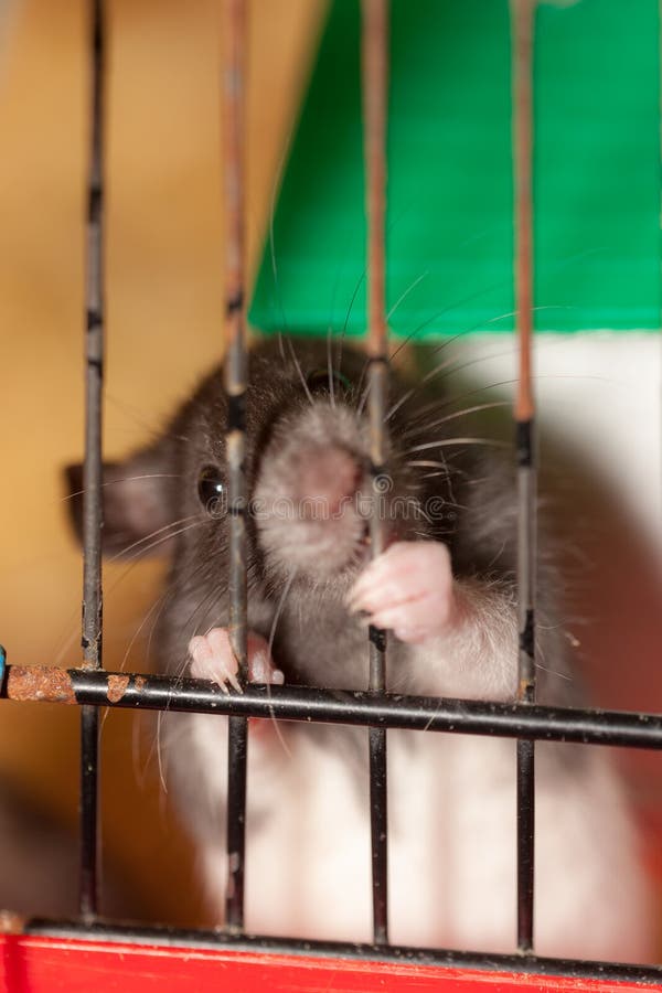 Two small domestic rats stock image. Image of studio - 12498957