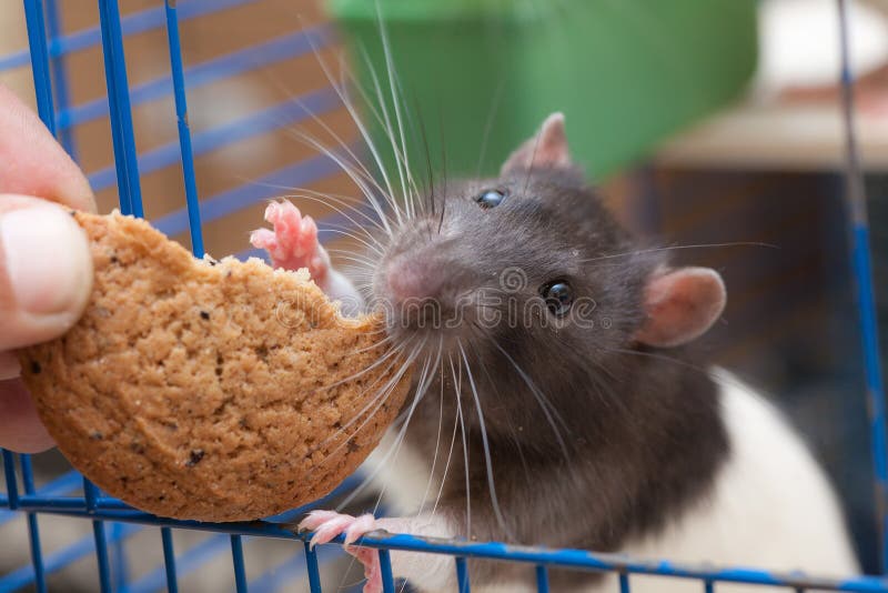 Mouse Eating Cookie