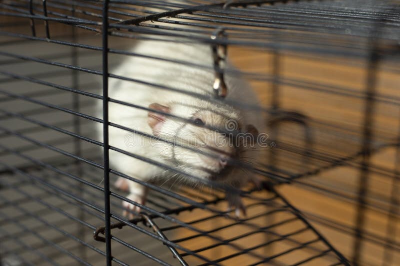 Rat in a Cage. Mouse Behind Bars Stock Photo - Image of laboratory ...