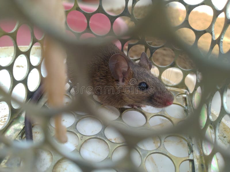 Rat in the cage stock photo. Image of rabbit, mammal - 237432618