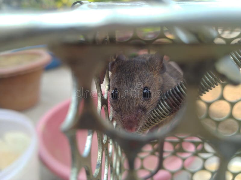 Rat in the cage stock photo. Image of nose, rabbit, cage - 237436466
