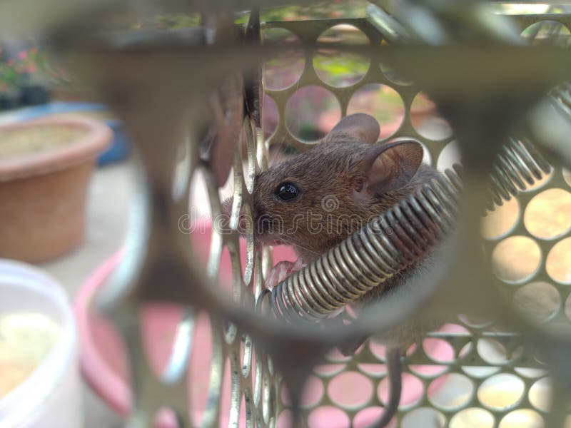 Rat in the cage stock photo. Image of squirrel, nature - 237436494