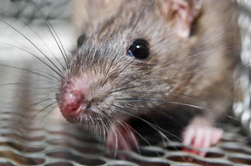 Rat in the caged stock image. Image of concept, objects - 26022109