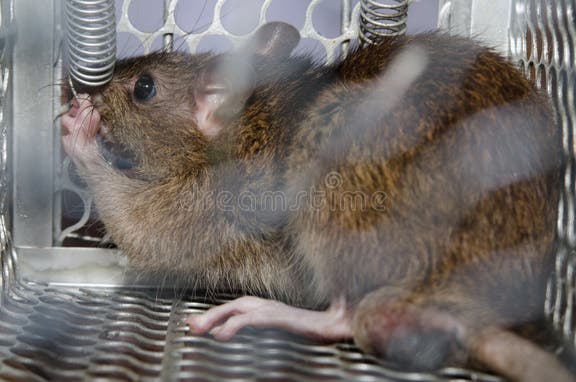 Rat in the caged stock photo. Image of trapped, animal - 26022114
