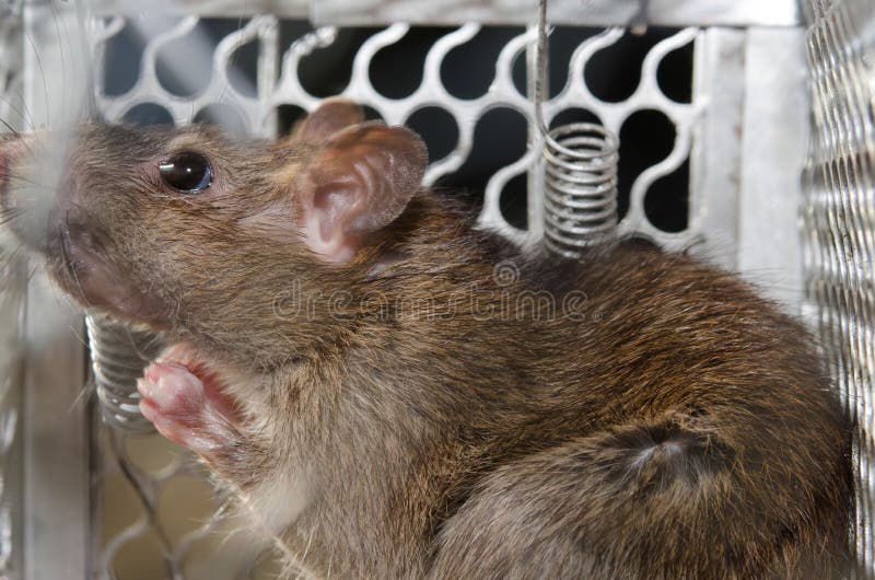 Rat in the caged stock image. Image of objects, animal - 26022117