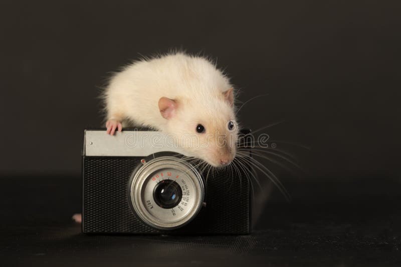 Rat with a camera stock photo. Image of animals, cute - 247436788