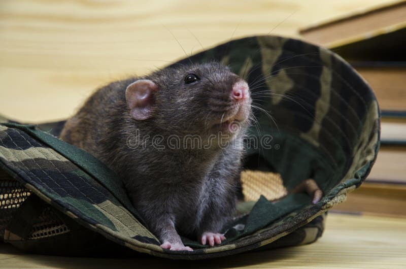 Rat and camouflage panama. stock image. Image of young - 120762787