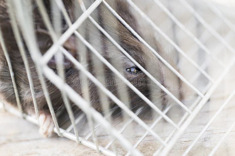 Rat captured in a cage stock photo. Image of mouse, animal - 322096070