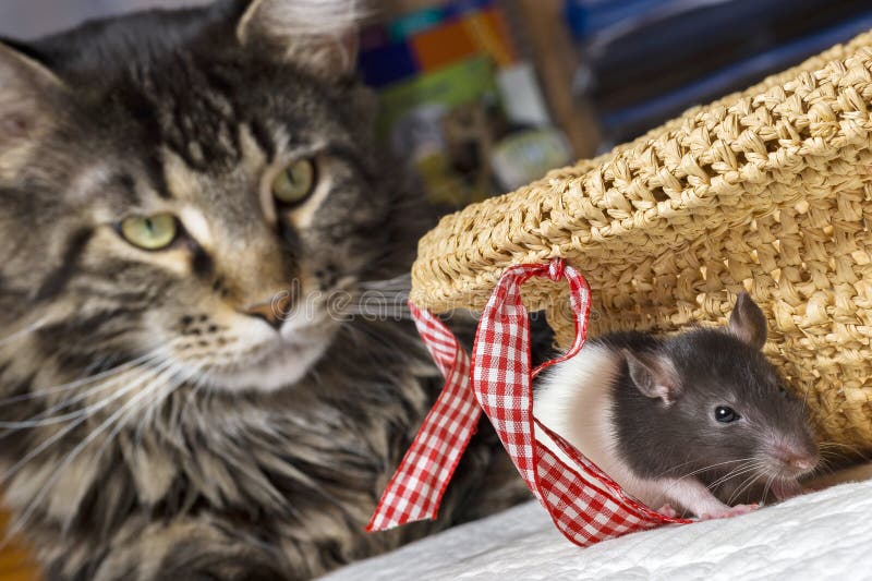 Rat and cat at home stock image. Image of friendship - 272887083