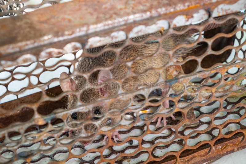 Rat Caught in a Mouse Trap Cage Stock Photo - Image of animal, home ... Rat Caught in a Mouse Trap Cage Stock Photo - Image of animal, home ...