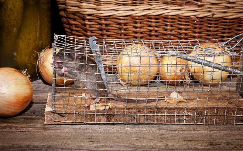 Rat caught in a trap. stock photo. Image of gray, captivity - 45020162