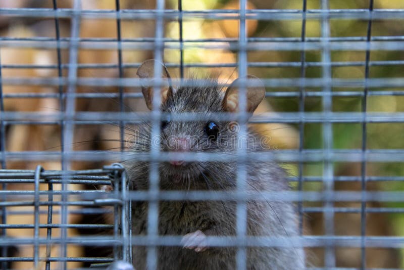 Rat Caught in a Wire Cage Trap Stock Photo - Image of norwegian, plague ...