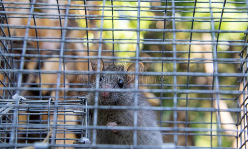 Rat Caught in a Wire Cage Trap Stock Photo - Image of wire, trap: 233495086