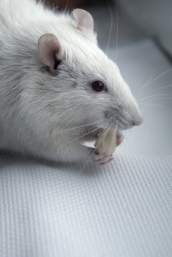 Rat with cheese stock image. Image of product, food, yellow - 18246195