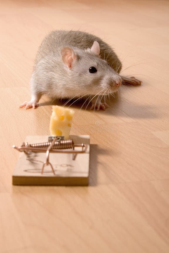Rat and cheese stock image. Image of gnaw, cheese, burrow - 788961
