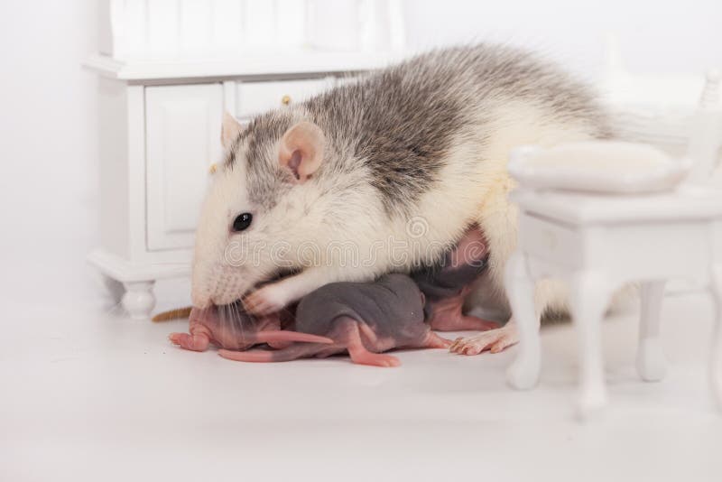 2,281 Rat Lab Stock Photos - Free & Royalty-Free Stock Photos from ...