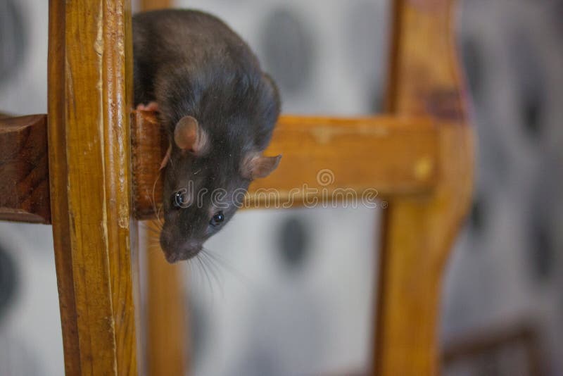 2,281 Rat Lab Stock Photos - Free & Royalty-Free Stock Photos from ...