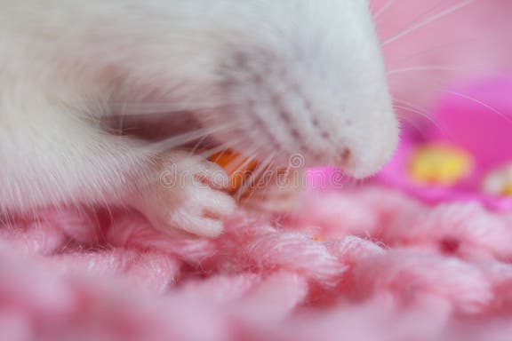 Rat and Cheese. White Lab Rat in Stock Image - Image of cheese, small ...