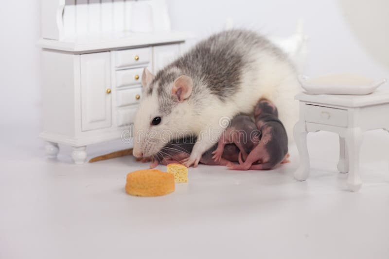 Rat and Cheese. White Lab Rat in Stock Image - Image of virus, badass ...