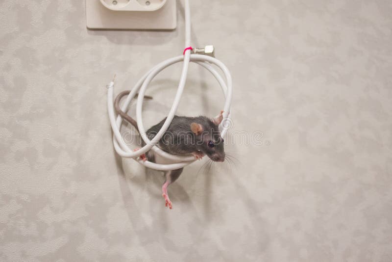 Rat and Cheese. White Lab Rat in Stock Photo - Image of pretty, tasty ...