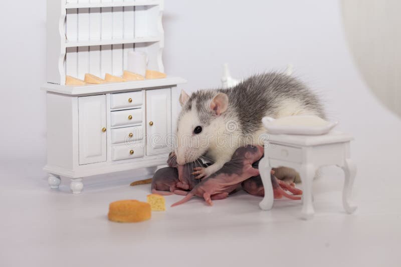 2,281 Rat Lab Stock Photos - Free & Royalty-Free Stock Photos from ...