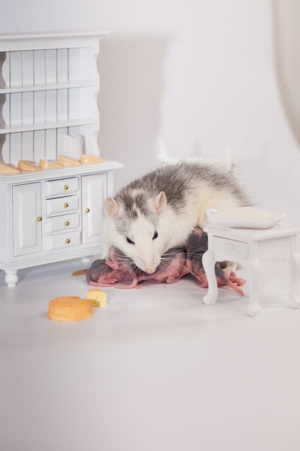 Rat and Cheese. White Lab Rat in Stock Photo - Image of tasty, lover ...