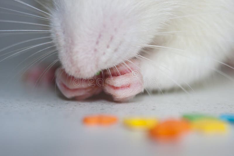 Rat and Cheese. White Lab Rat in Stock Photo - Image of 2020, character ...