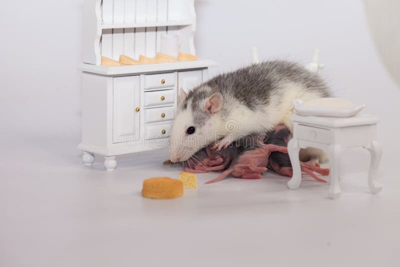 2,281 Rat Lab Stock Photos - Free & Royalty-Free Stock Photos from ...