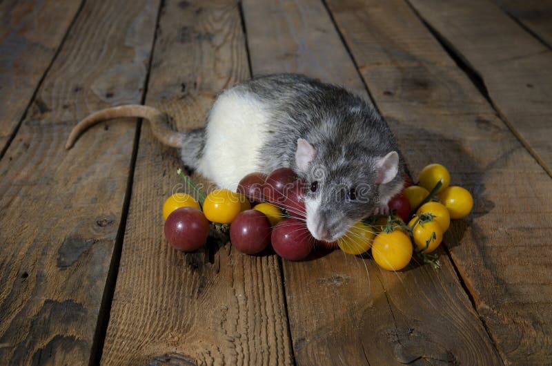 Rat and cherry tomatoes. stock image. Image of tomato - 76667433