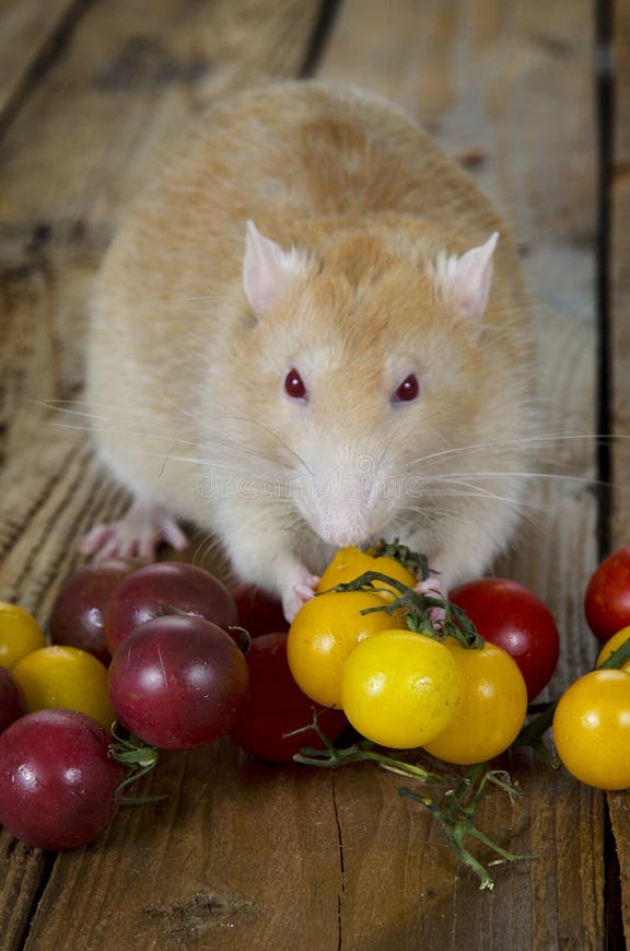 Rat and cherry tomatoes. stock photo. Image of animals - 76667420