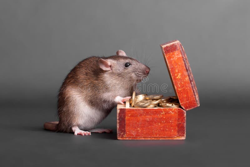 White rat with gems stock image. Image of colourful, details - 15008631
