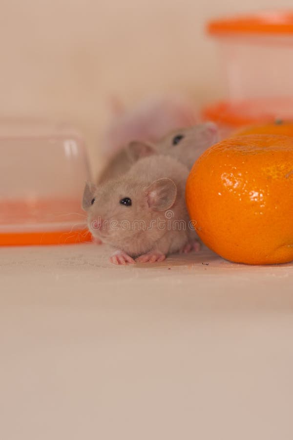 Rat Children on the Table. Unsanitary Conditions Stock Photo - Image of ...