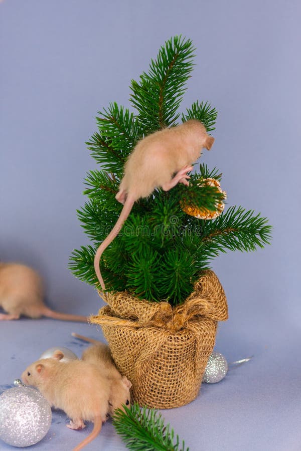 The Rat is Climbing the Tree. Symbol of Stock Image - Image of cunning ...