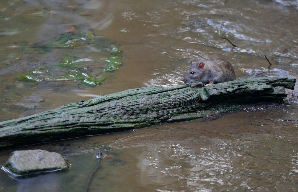 Rat Climbs Onto a Rotten Tree Lying in the Water Stock Photo - Image of ...