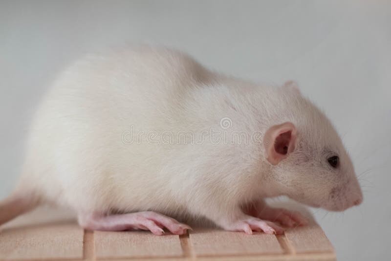 Rat Close Up. Macro Shooting Stock Image - Image of mammal, gray: 211347335