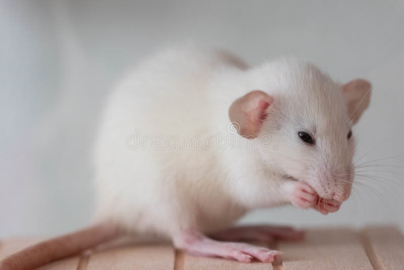 Long Nose Rat Animal Plastic Toy Isolated on White Stock Photo - Image ...