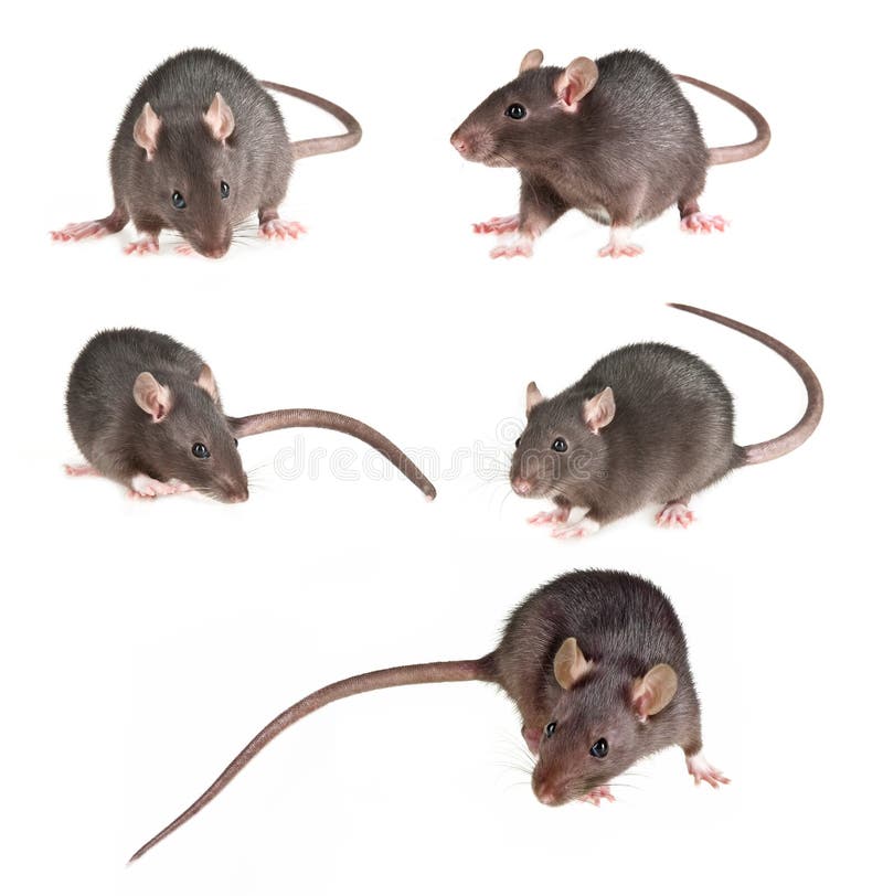 544 Ugly Rat Stock Photos - Free & Royalty-Free Stock Photos from ...