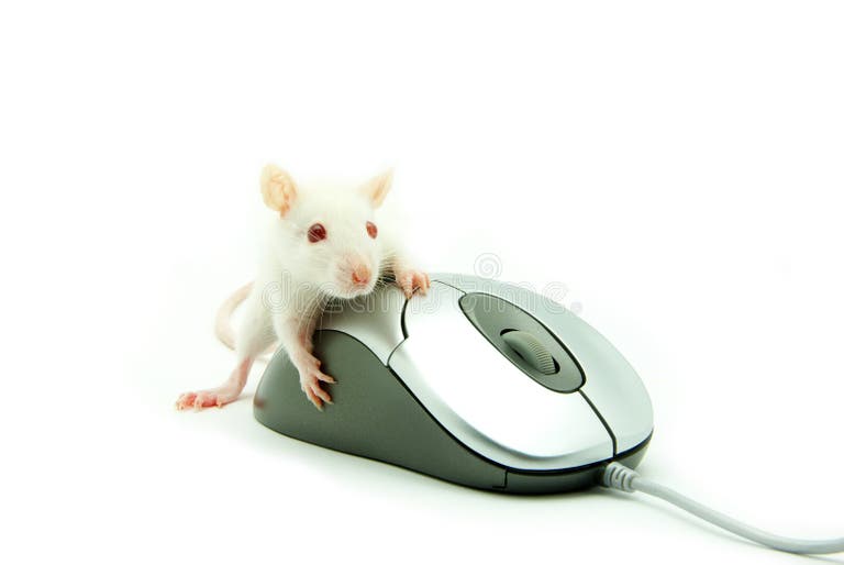 Rat on computer mouse stock image. Image of mouse, rodents - 7924069