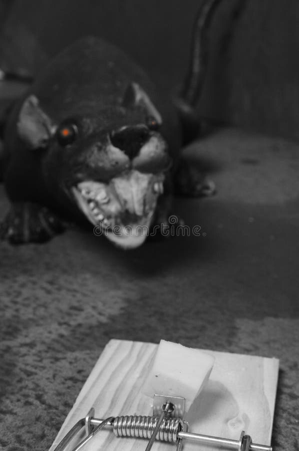 Rat concept stock photo. Image of menacing, conceptual - 1632402