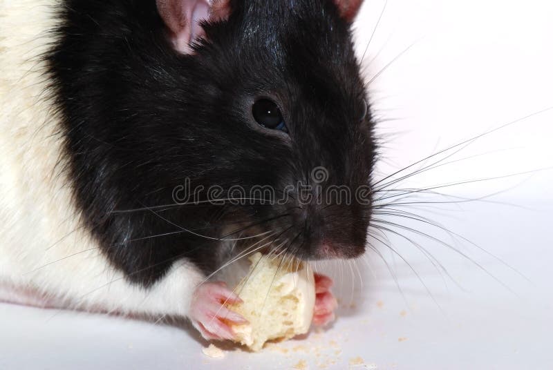 Rat with cookie stock image. Image of domestic, curiosity - 4472161