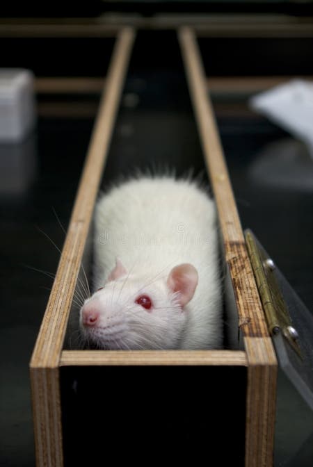 Rat in a Corner of a Maze during Experiment Stock Photo - Image of ...