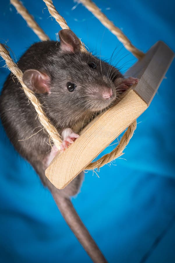 Rat stock image. Image of bread, diseases, control, back - 81733805