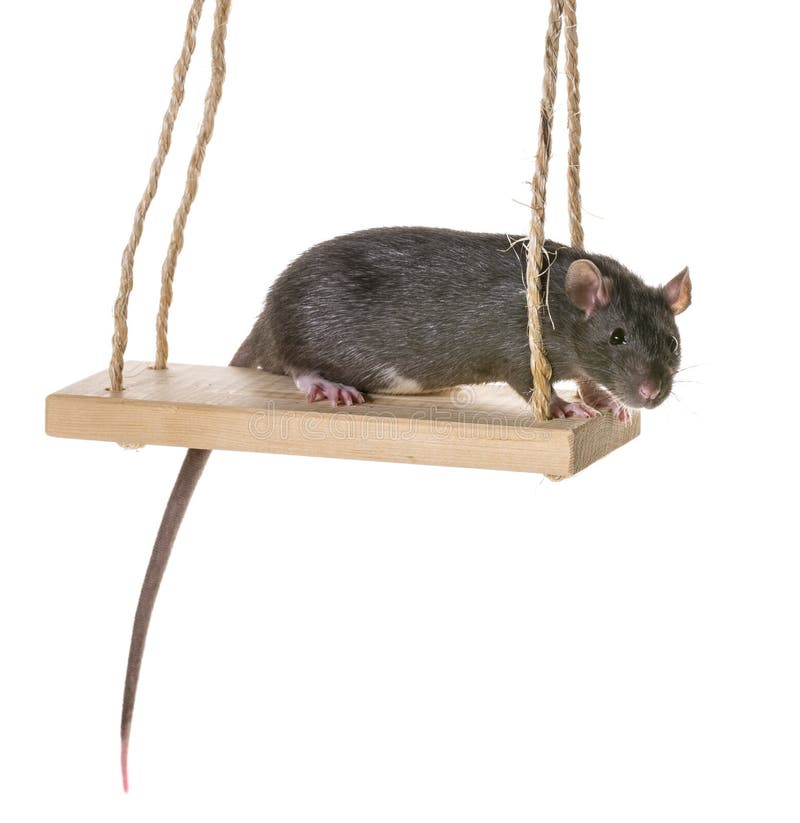 Rat stock photo. Image of furry, cute, brown, bacteria - 81733978