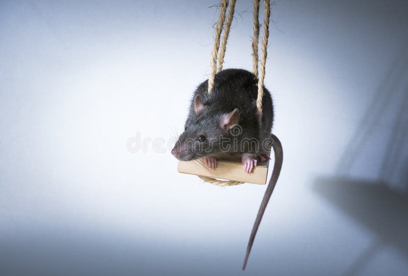 Rat stock photo. Image of pest, nibbled, close, control - 81733984