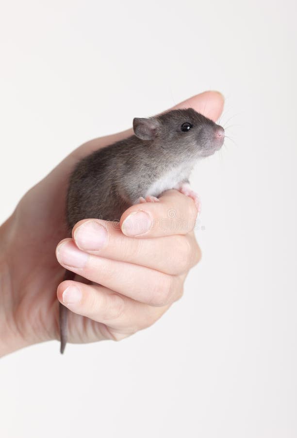 Rat dans une main photo stock. Image du fermer, mignon - 24995772