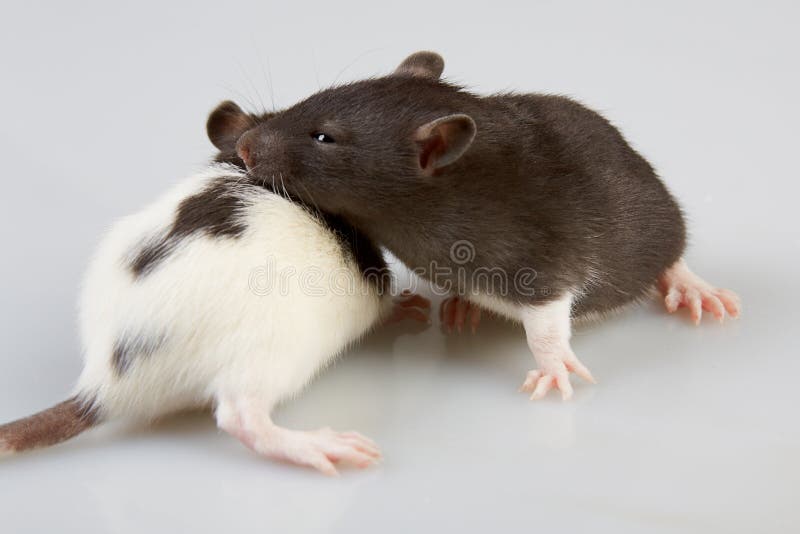 Rat De Laboratoire Photos Stock - Téléchargez 945 Photos libres de droits