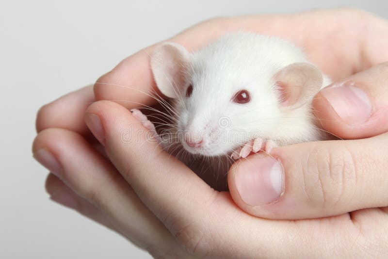 2,858 Photos de Rat De Laboratoire - Photos de stock gratuites et ...