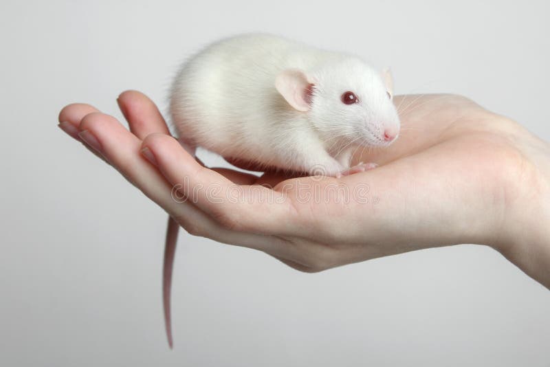 Rat De Laboratoire Photos Stock - Téléchargez 945 Photos libres de droits