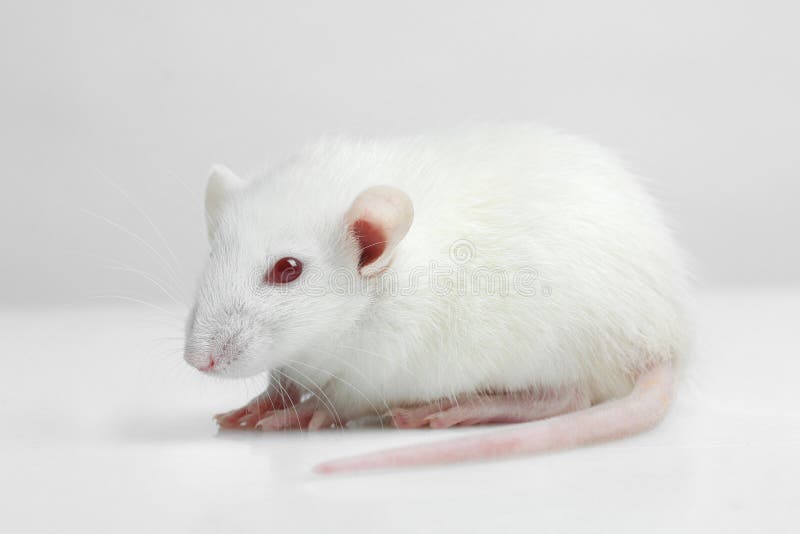Rat De Laboratoire Photos Stock - Téléchargez 945 Photos libres de droits